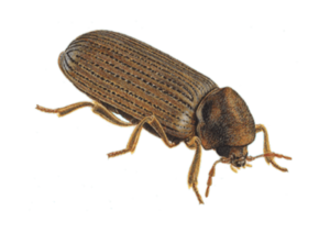 Desinfestação bicho da madeira | Telepragas